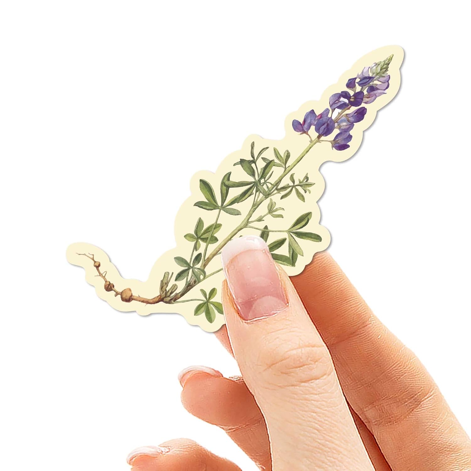 Amazon.com: Mini Texas Bluebonnets Sticker, Vintage Botanical Art Decal ...