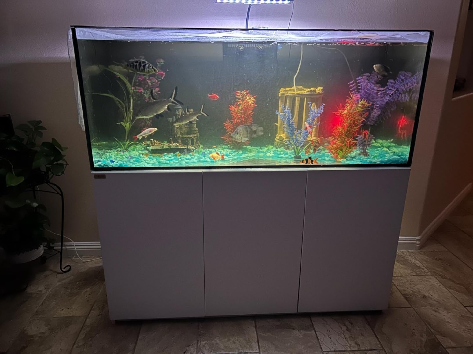 $225/mo - Finance 250 Gallon Coral Reef Aquarium Tank Premium Tempered ...