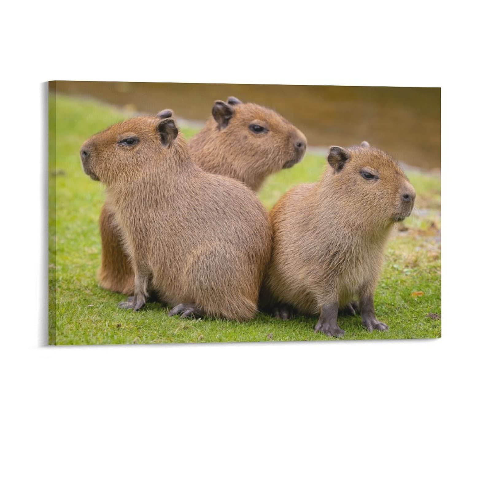 Cute Baby Capybara