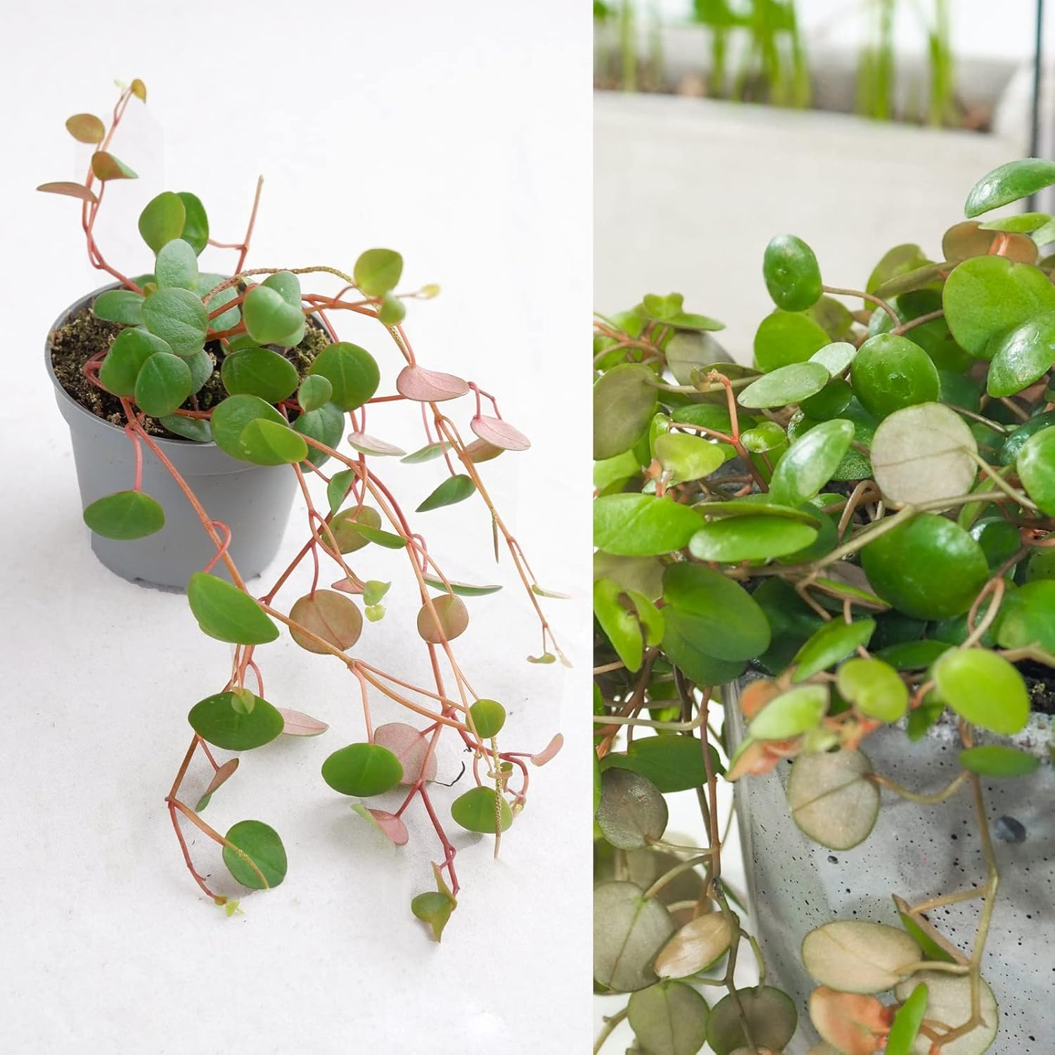 Peperomia Pepperspot- String of Coins in 6cm Pot - Can be Displayed in ...