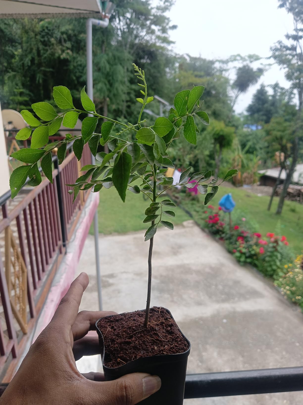 Hug A Plant | Curry Leaves/Curry Veppu (Murraya koenigii) Ornamental ...