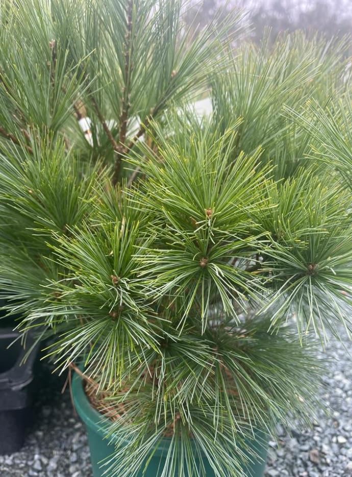 White Pine Tree Leaves What's Wrong With My Plant? : Garden