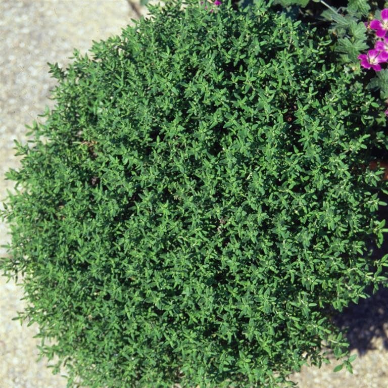 Thyme Common - (Thymus vulgaris) Evergreen herb Plant Aromatic Leaves ...