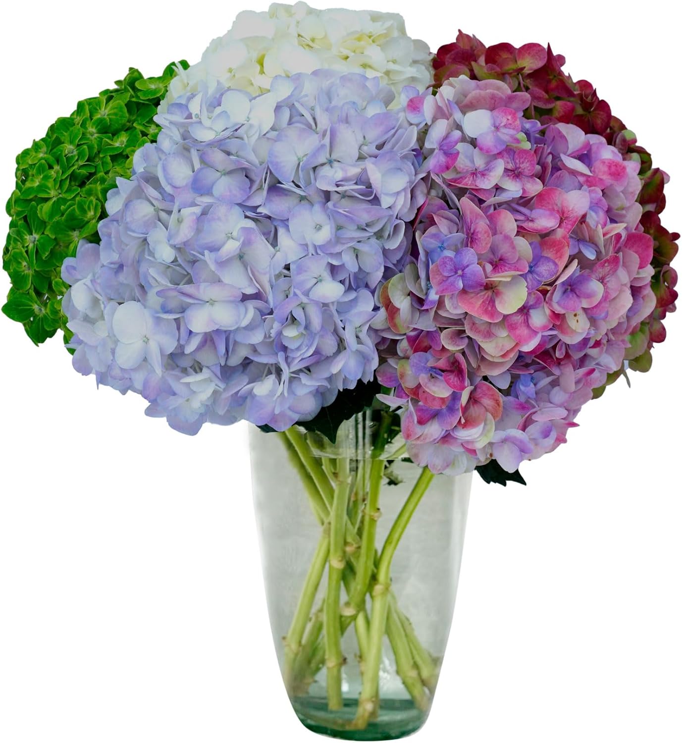 Flores del Este Hortensias surtidas de 10 tallos (jarrón no incluido ...