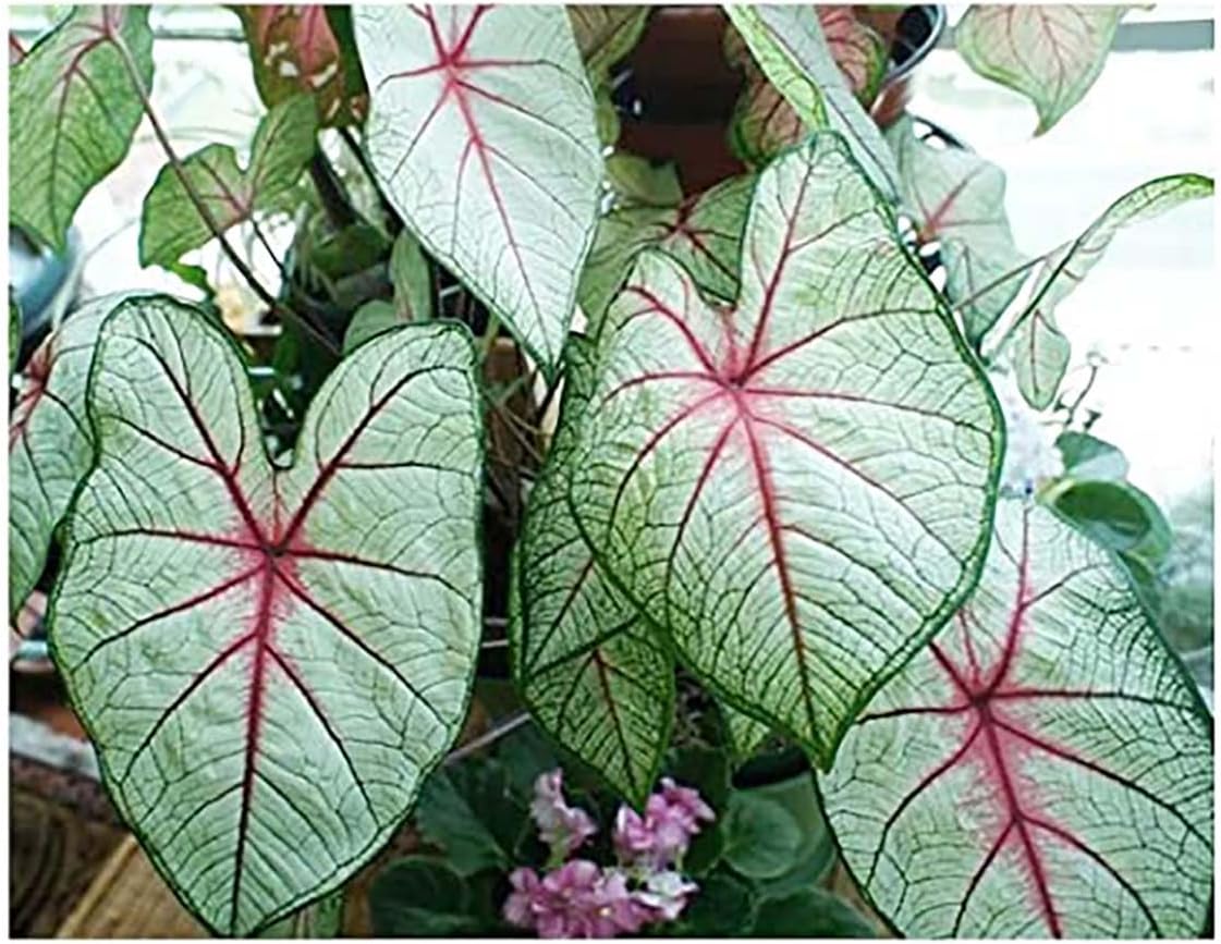Amazon.com : Buck Caladium - One Top Size Bulb - Stunning Green and ...