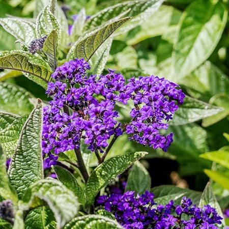 Amazon.com : CHUXAY GARDEN Heliotropium Arborescens-Garden Heliotrope ...