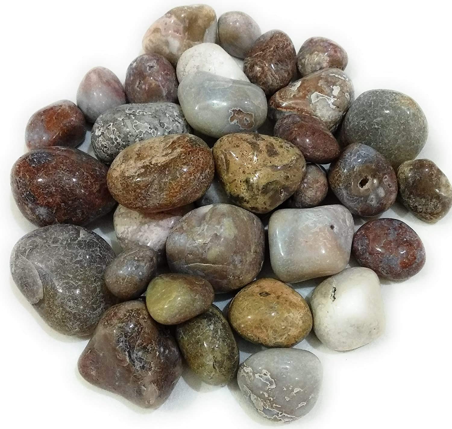 Foodie Puppies Natural Glossy Finish Attractive Quality Decorative ...