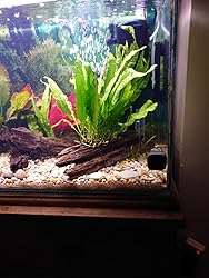 Dennerle Java Fern Growing on Bogwood Small bogwood 6" approx live ...