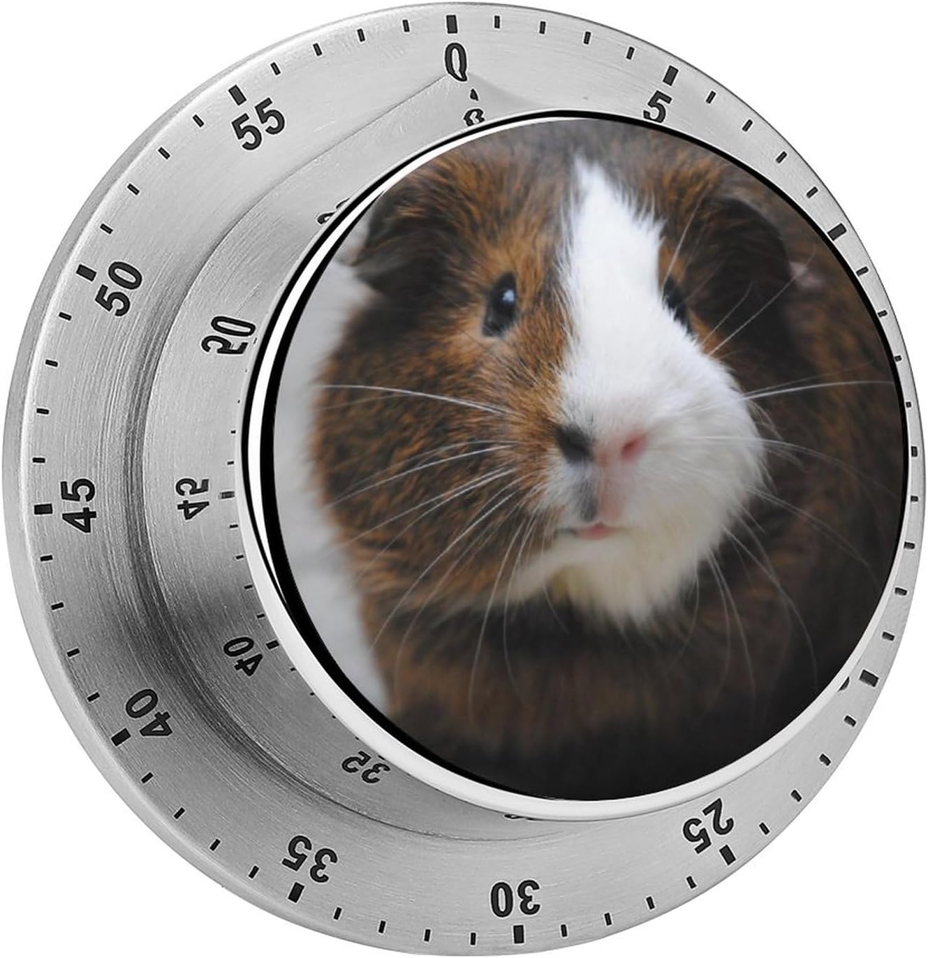 Amazon.com: Cute Guinea Pig Kitchen Timer Countdown Cooking Timer ...