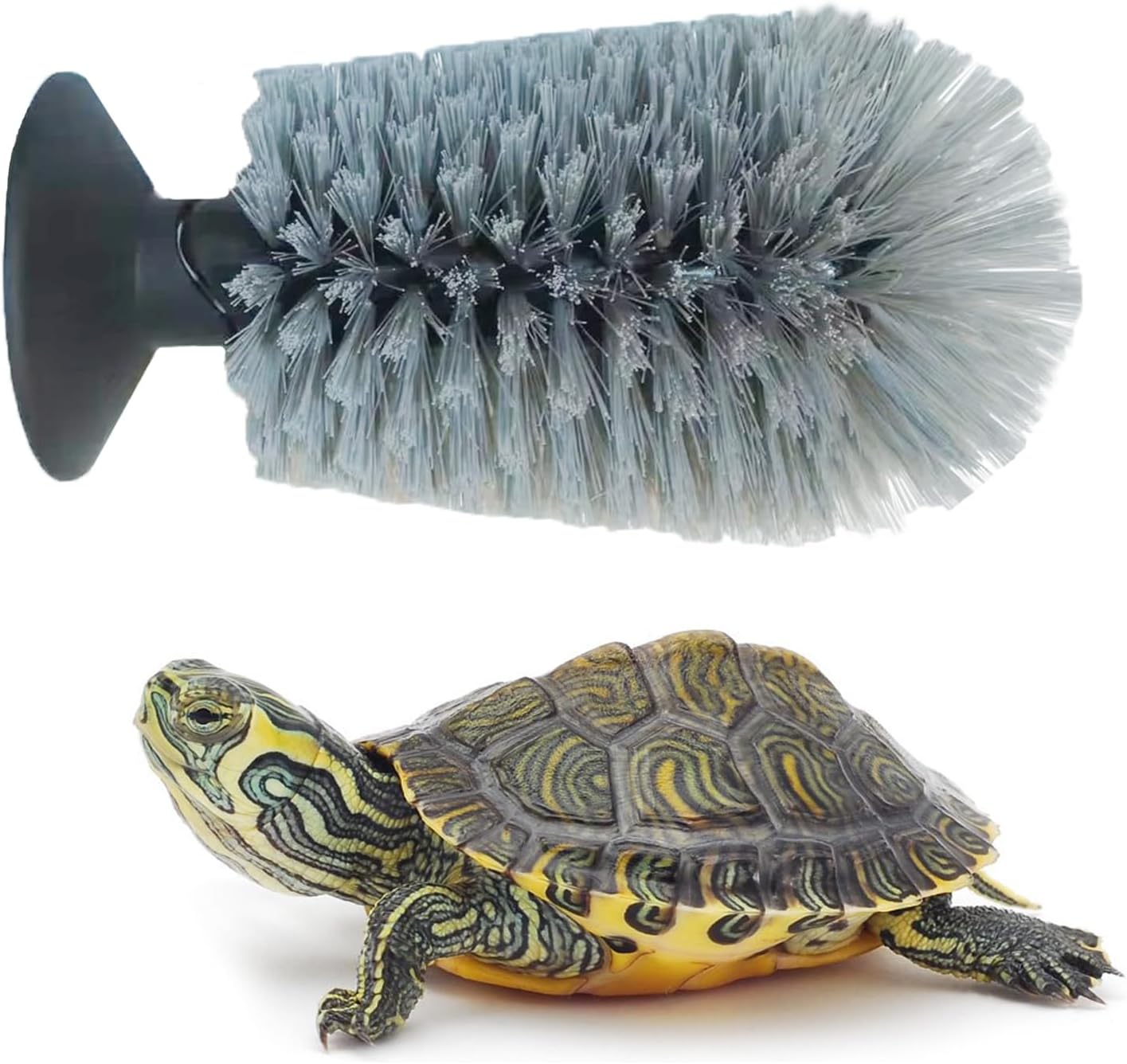 Amazon.com: Turtle Scrub Brush, Turtle Scratches Back Brush Turtle ...
