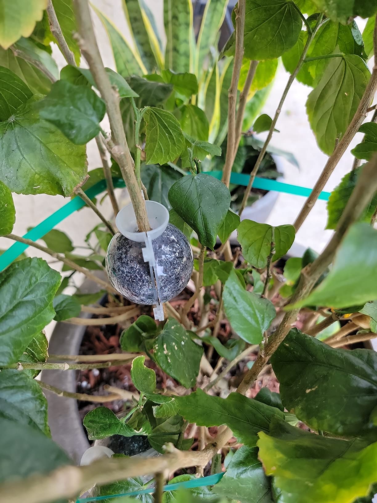 $2/mo - Finance Plant Rooting Grow Propagation Ball,Air Layering kit ...
