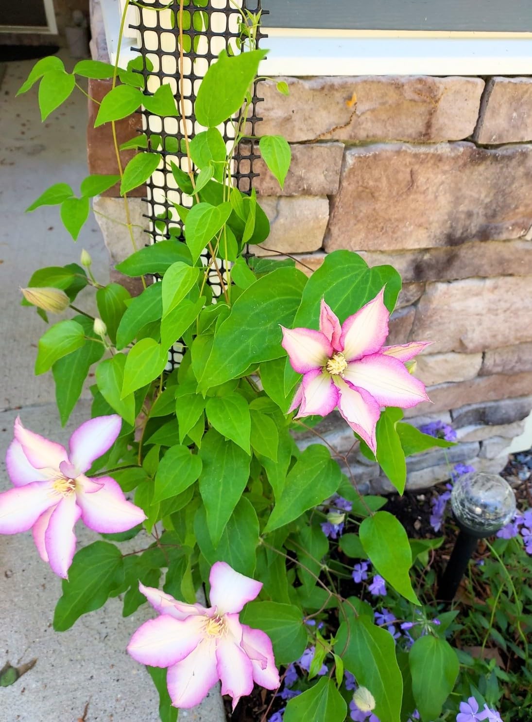 Downspout Gutter Trellis For Clematis And Other Vines And Outdoor ...