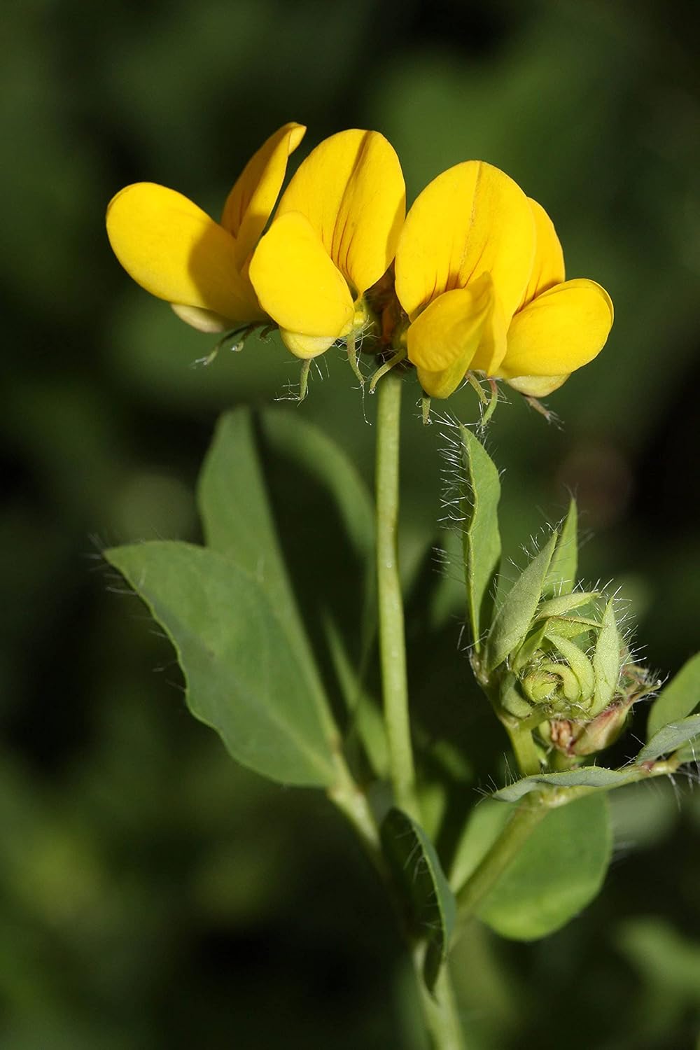 Amazon.com : 200 Birds Foot Trefoil (Birdfoot Deervetch / Cats Clover ...