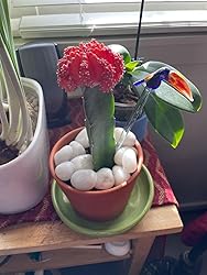 Amazon.com: FANTIAN 40 Pounds Large White River Rocks for Outdoor ...