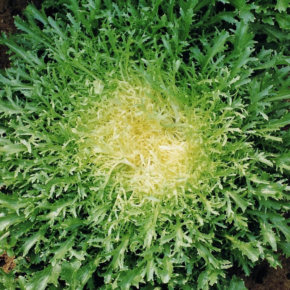 Amazon.com : 500 Seeds, Endive Green Ruffec Frisee Heirloom Seeds ...