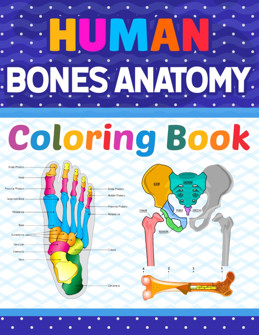 Amazon.com: Human Bones Anatomy Coloring Book: Human Bones Anatomy ...
