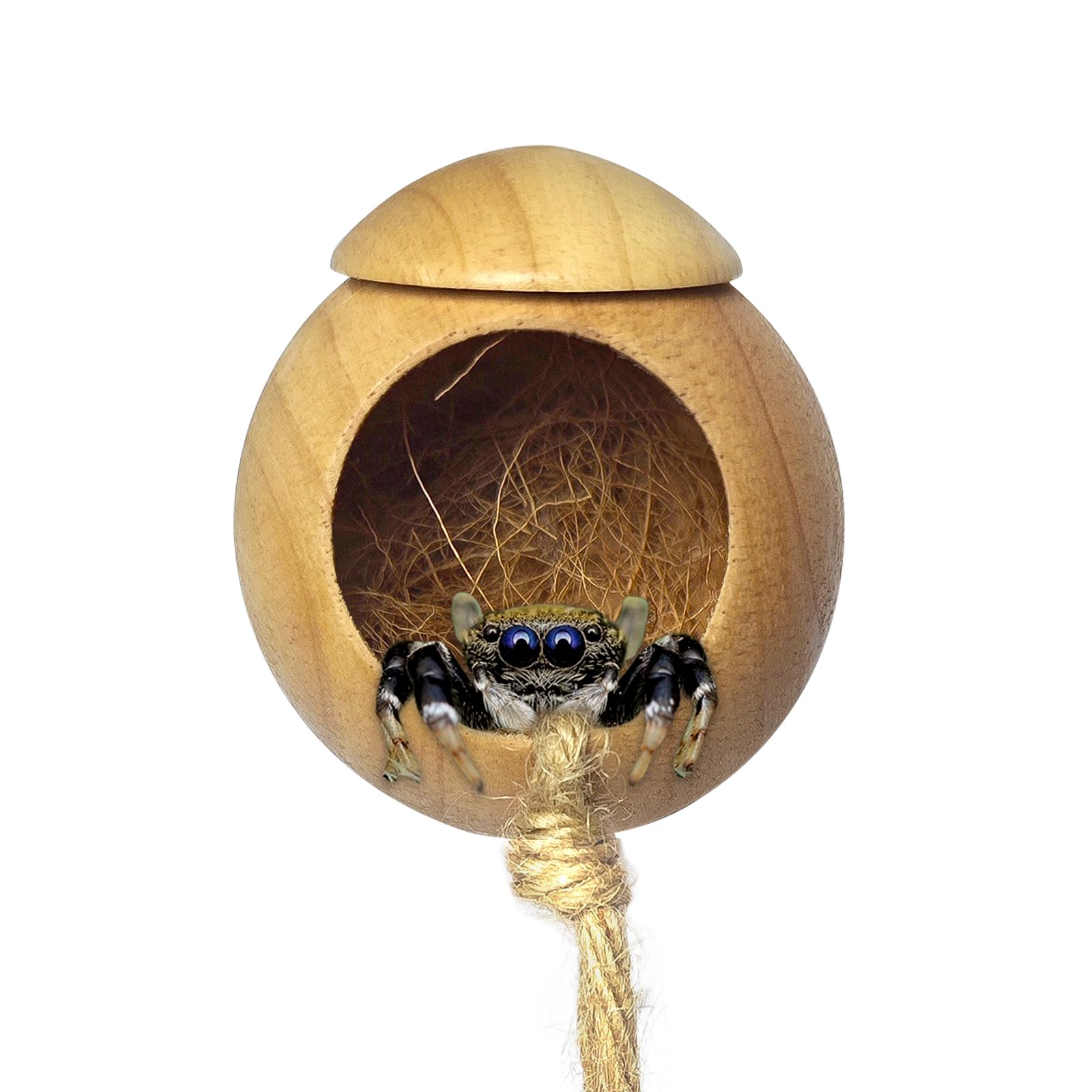 Amazon.com : Jumping Spider Hide, Natural Wood Jumping Spider Habitat ...