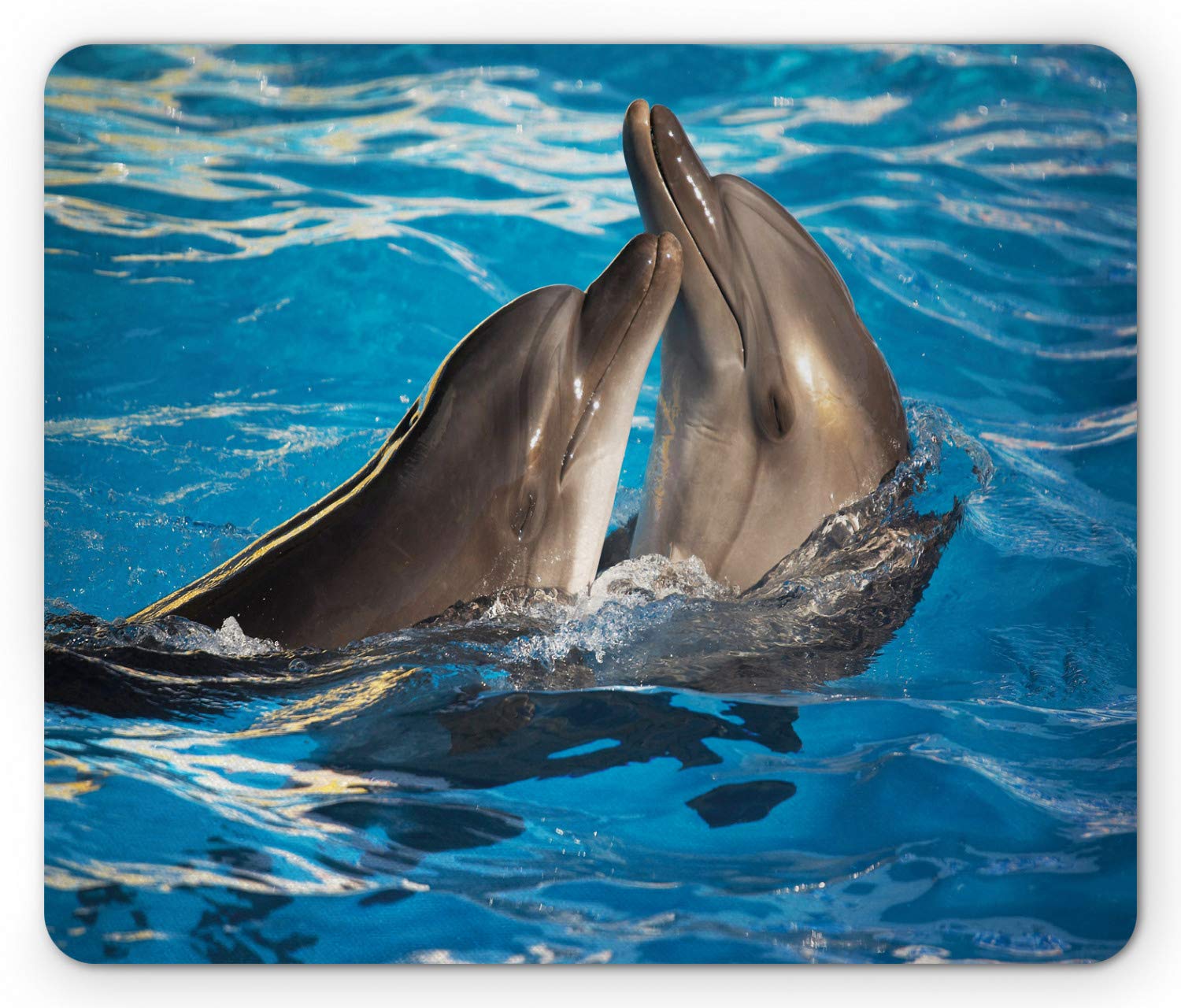 Delfines De Amor