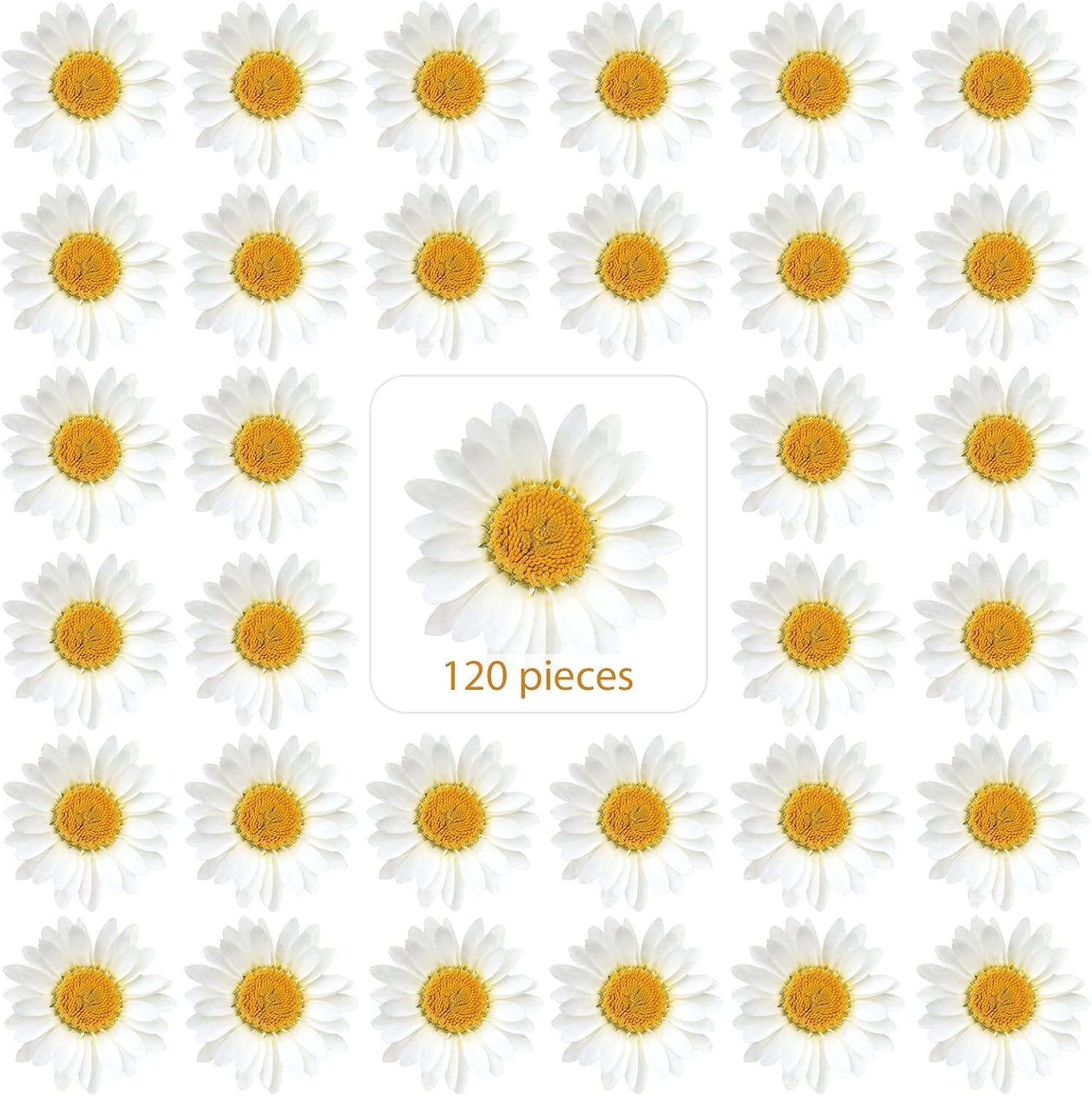 Amazon.com: Nuanchu 120 Pcs Dried Pressed Flowers Pressed Daisies Dried ...