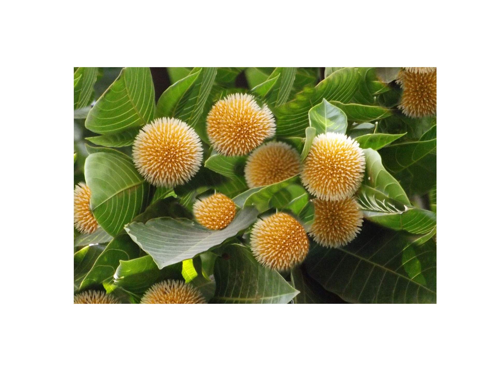 Amazon.com: Adina cordifolia 20 Seeds Rare Kadam Tree Kadamba Ancient ...