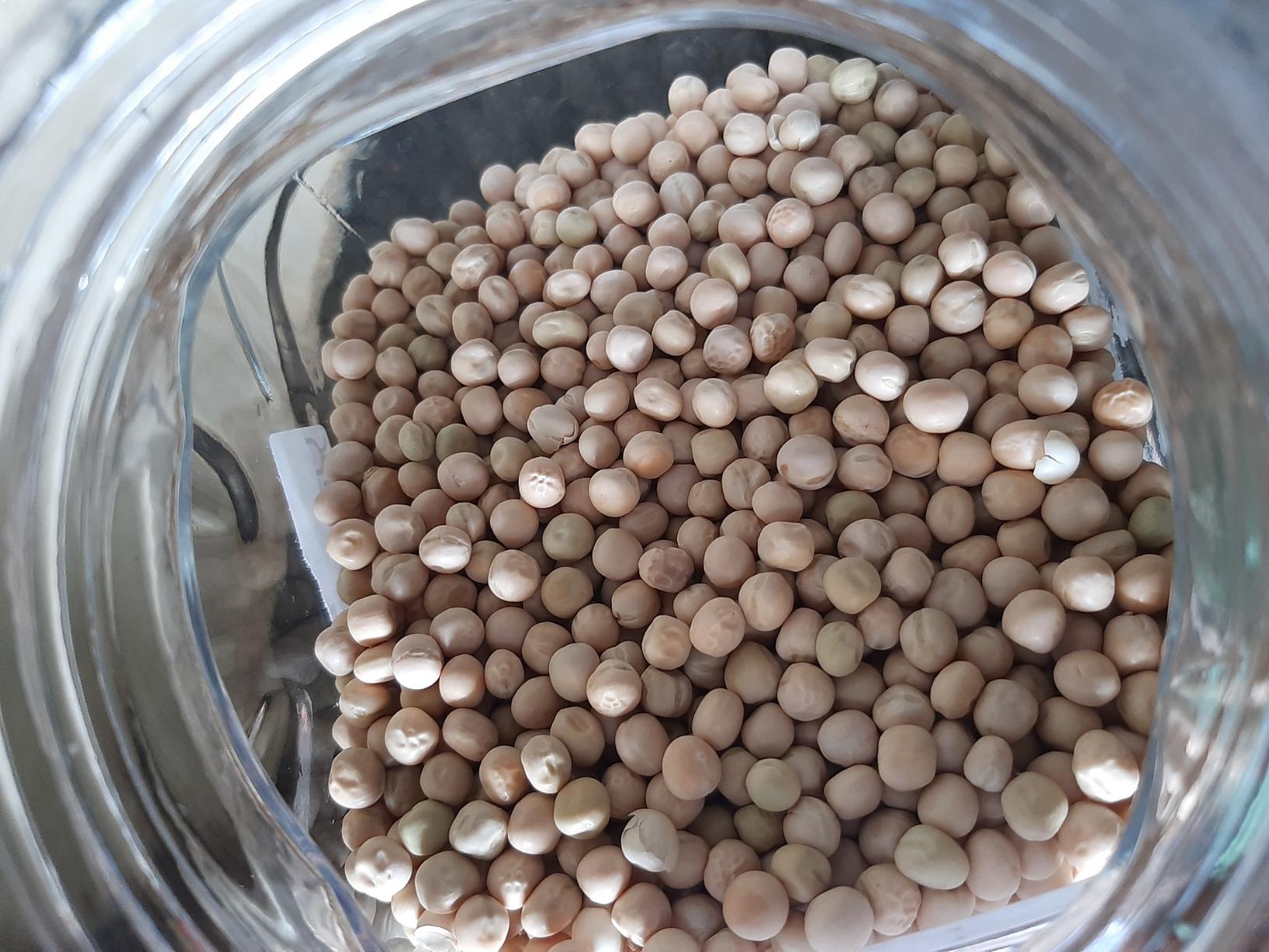 Natureland Organics White Peas 500 Gm - Organic Peas : Amazon.in ...