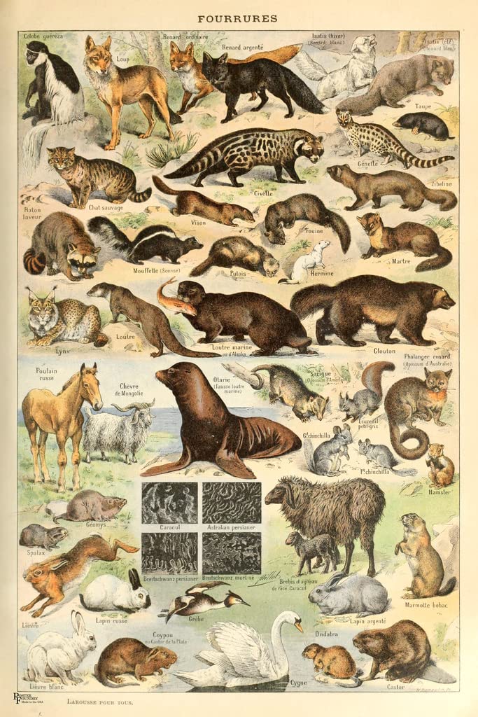 Indie Animal Artwork