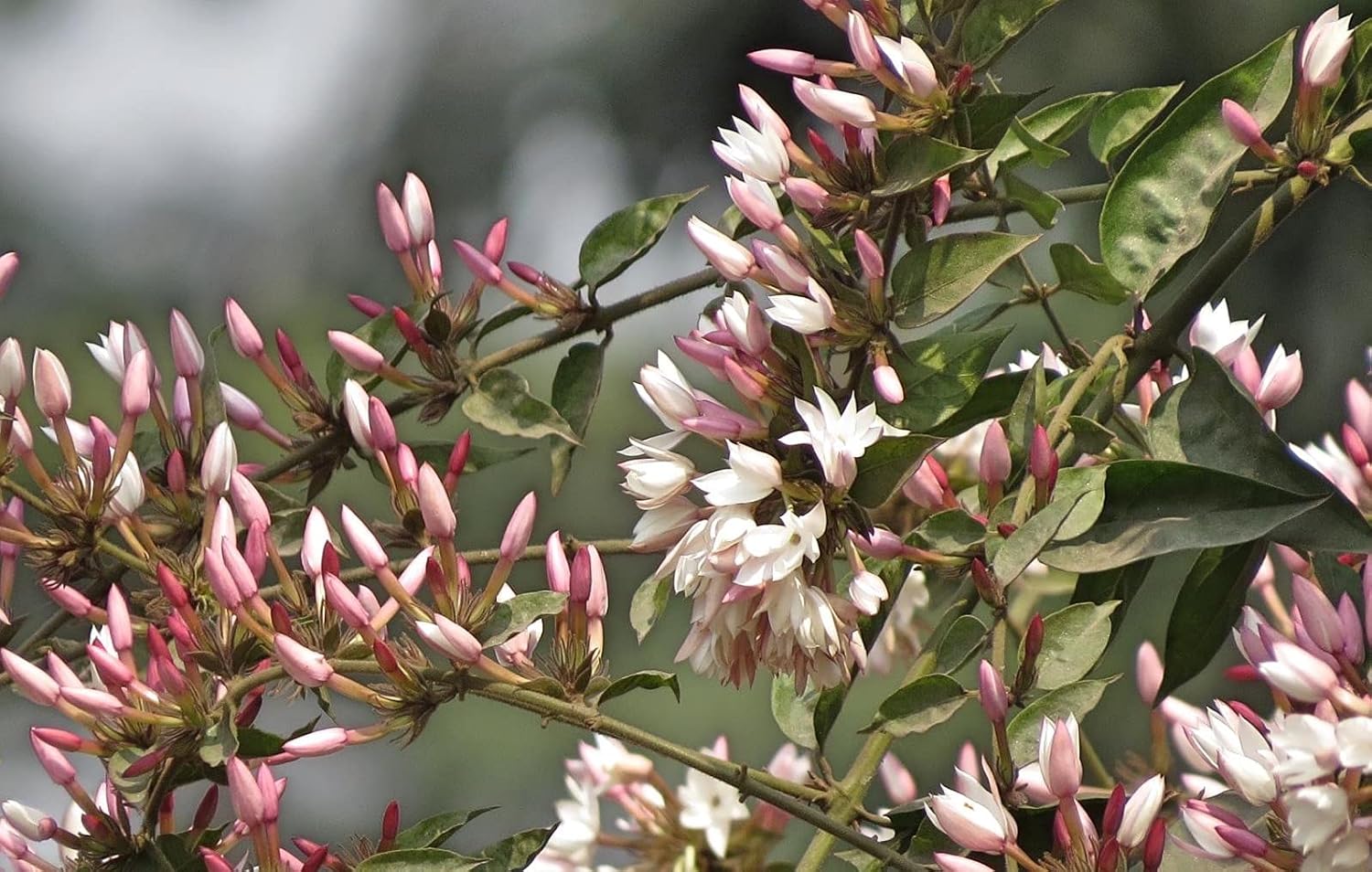 The Entacloo Pink Bud Kundo Jasmine Flower Plant/pink jasmine : Amazon ...