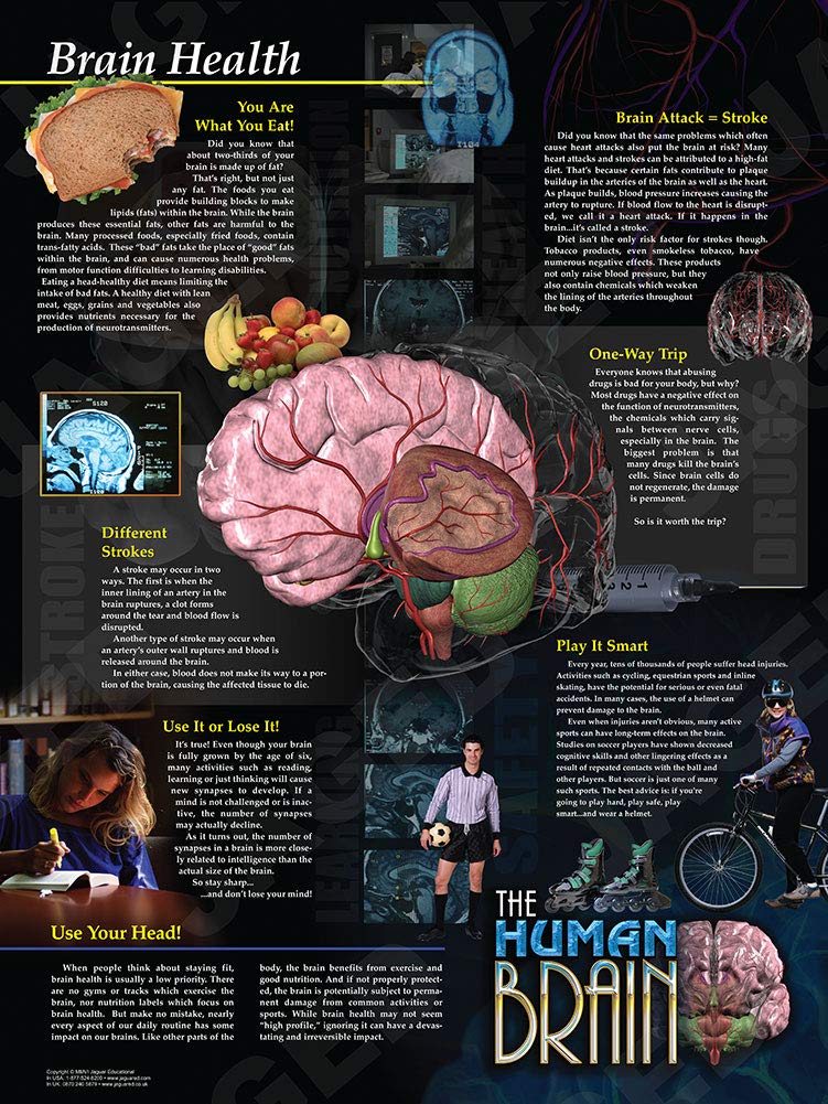 Parts Of The Brain And Their Functions Chart Brain Anatomy Chart