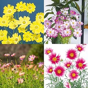 Amazon.co.jp: Cosmos Seeds Flower Seed Set, 4 Types, 4 Bags, Yu-Packet ...