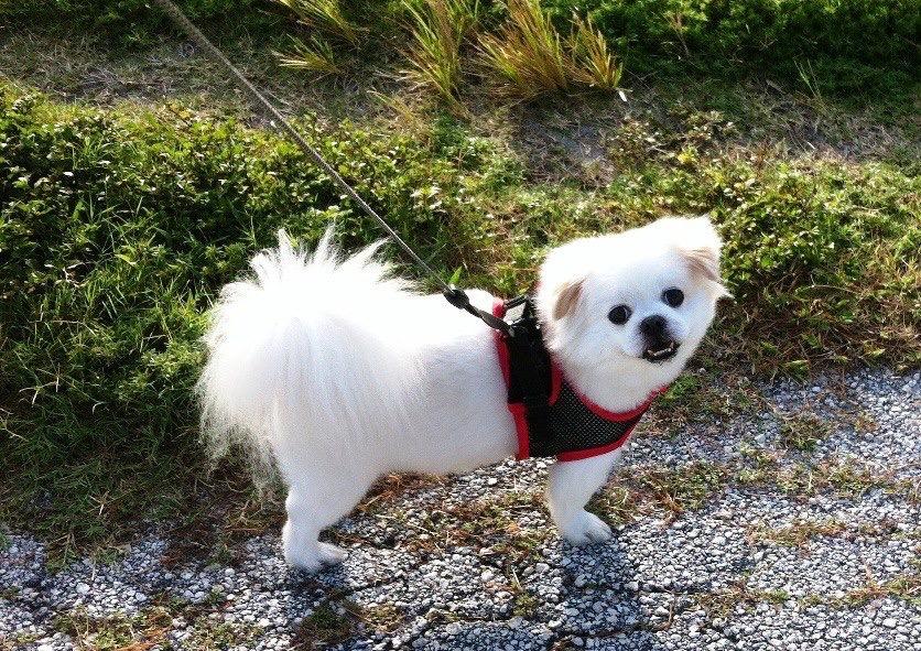 Amazon.com: Pyoben Shampoo (16 oz)_MB