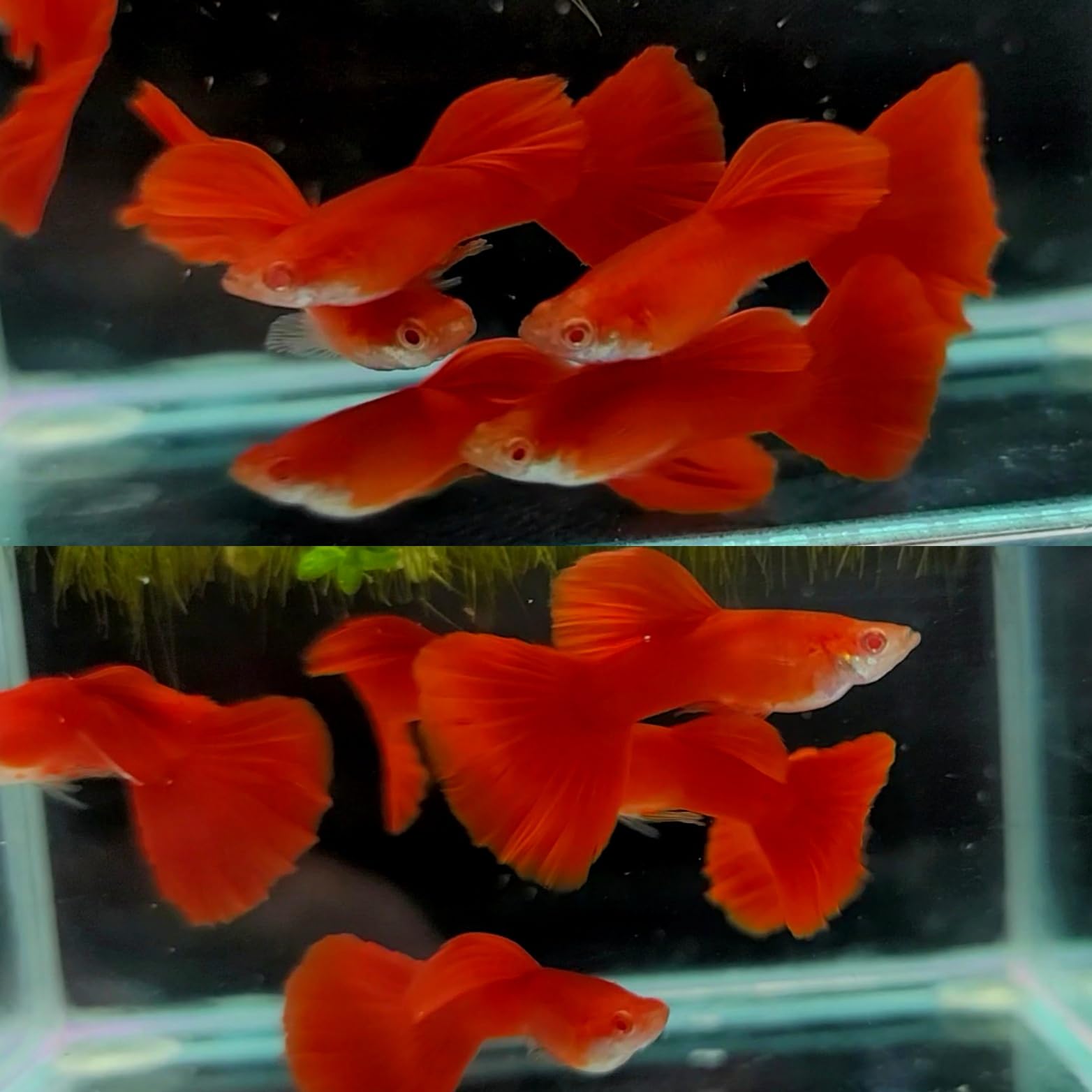 Red Guppy Fish