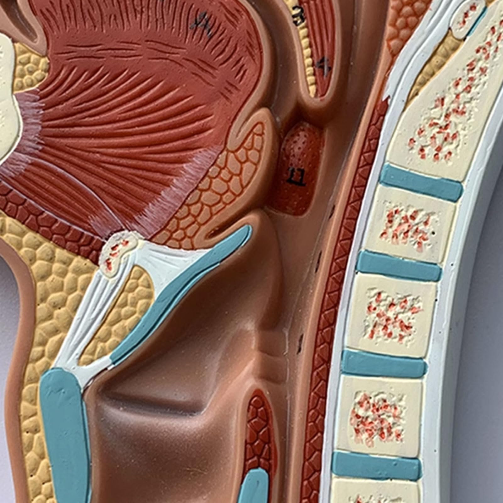 Esophagus Model Labeled Nasal, Oral & Laryngeal Cavities (labe | Stock