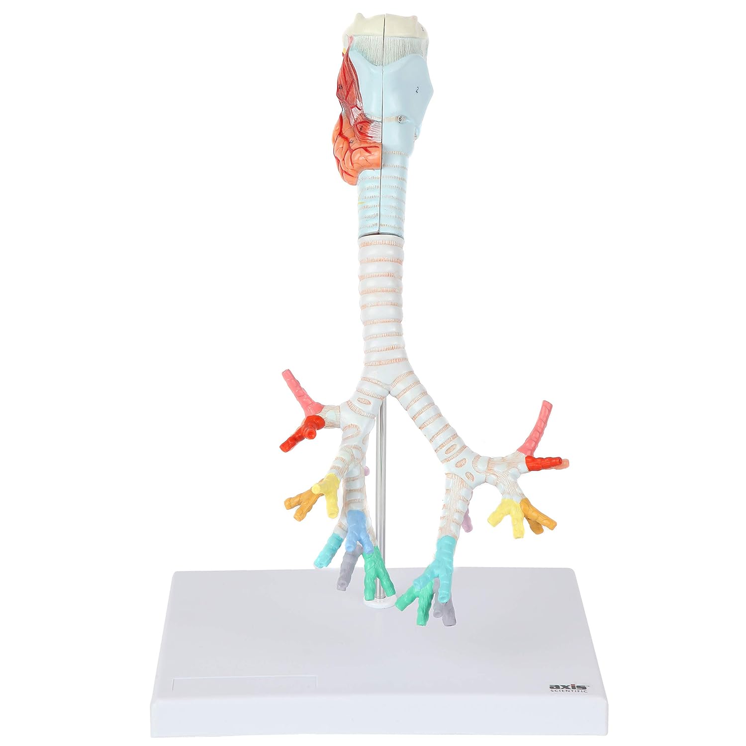 Axis Scientific Larynx, Trachea, and Bronchi ModelAxis Scientific ...