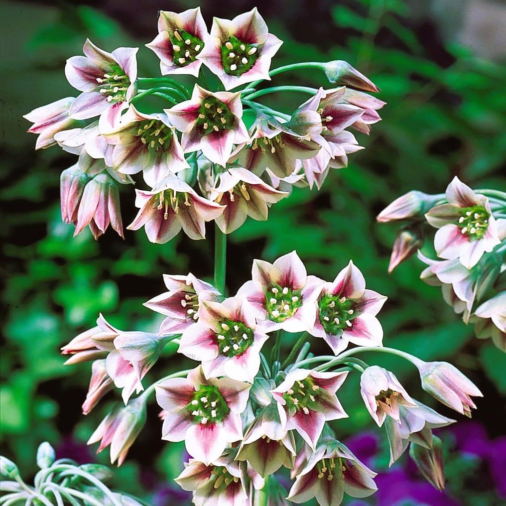 Amazon.com : Votaniki Nectaroscordum Mediterranean Bells Bulbs ...