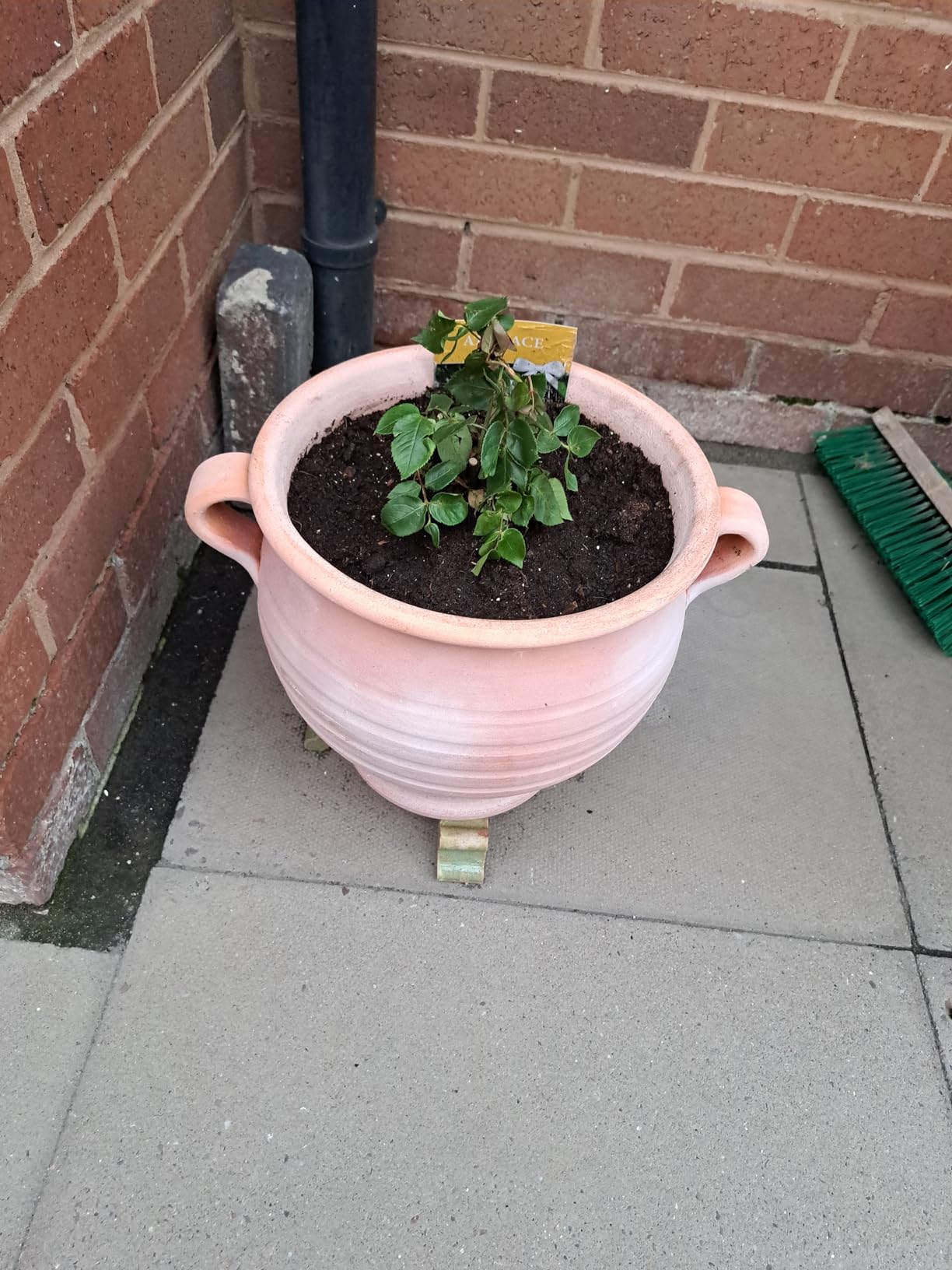 At Peace Rose - Memorial and Remembrance Unique Living Plant Gift ...