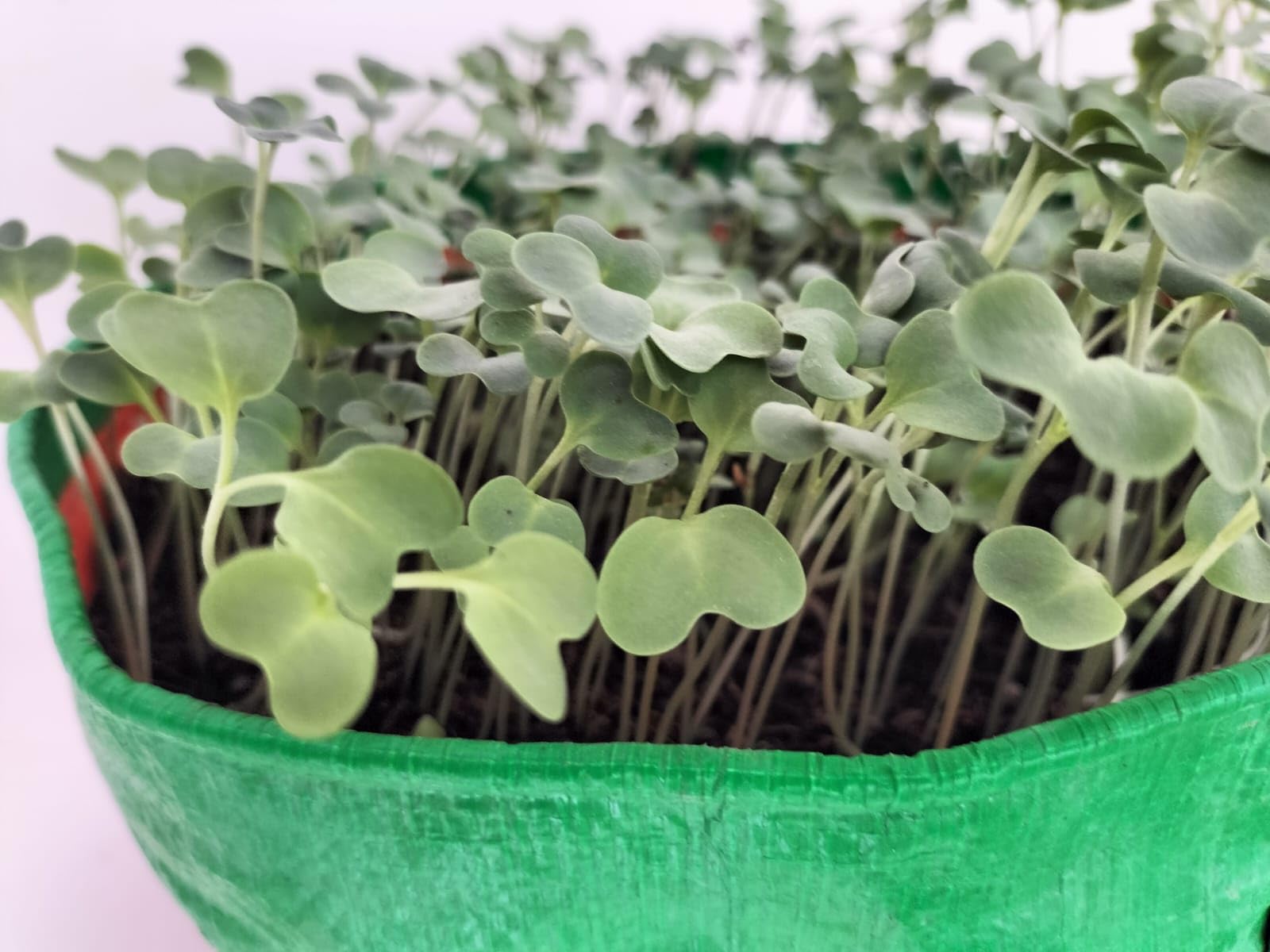 Seed Basket Complete Microgreens Growing Diy Kit With 3 Types Of Seeds ...