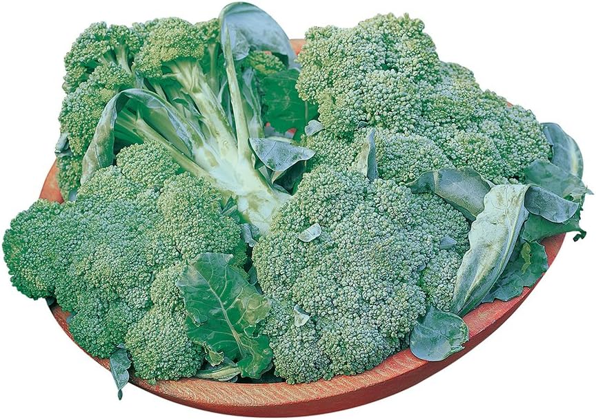 Amazon.com : Burpee de Cicco Broccoli Seeds 200 seeds : Patio, Lawn ...