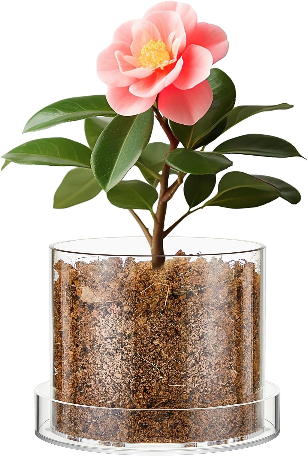 Amazon.com : NiHome 6 Inch Indoor Plant Glass Planter Pot for Home ...