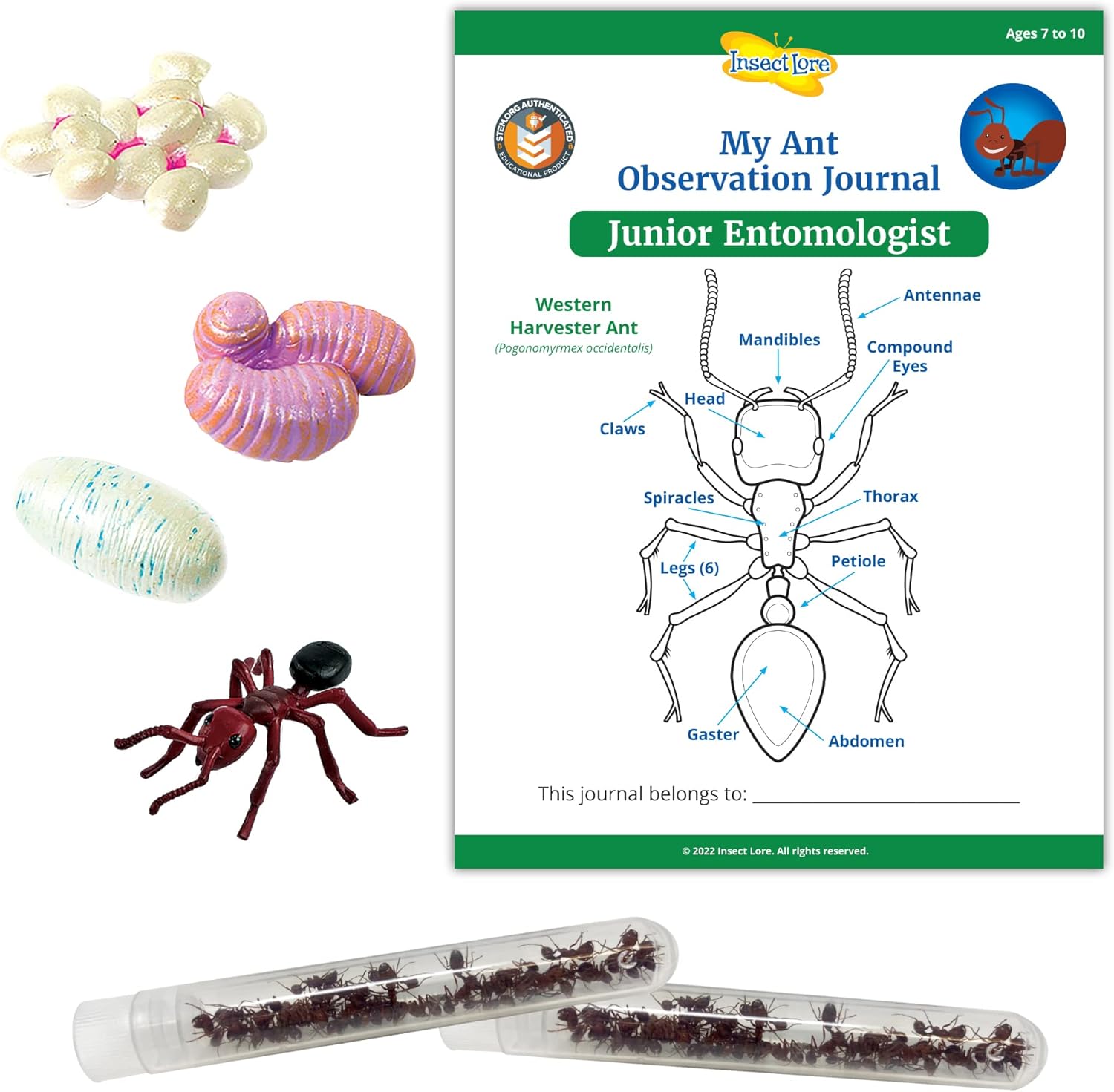 Amazon.com: STEM Ant Observation Journal and Two Tubes of Live Ants and ...