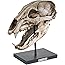 Amazon.com: SUMMIT COLLECTION Polystone Resin Sabertooth Tiger Skull ...