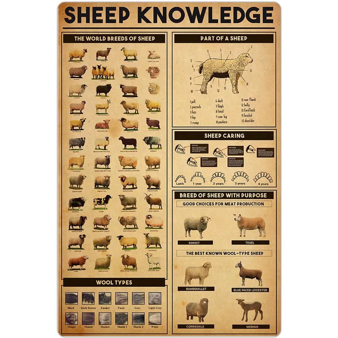 Sheep Knowledge Retro Metal Tin Signs Sheep Infographic Posters Animal ...