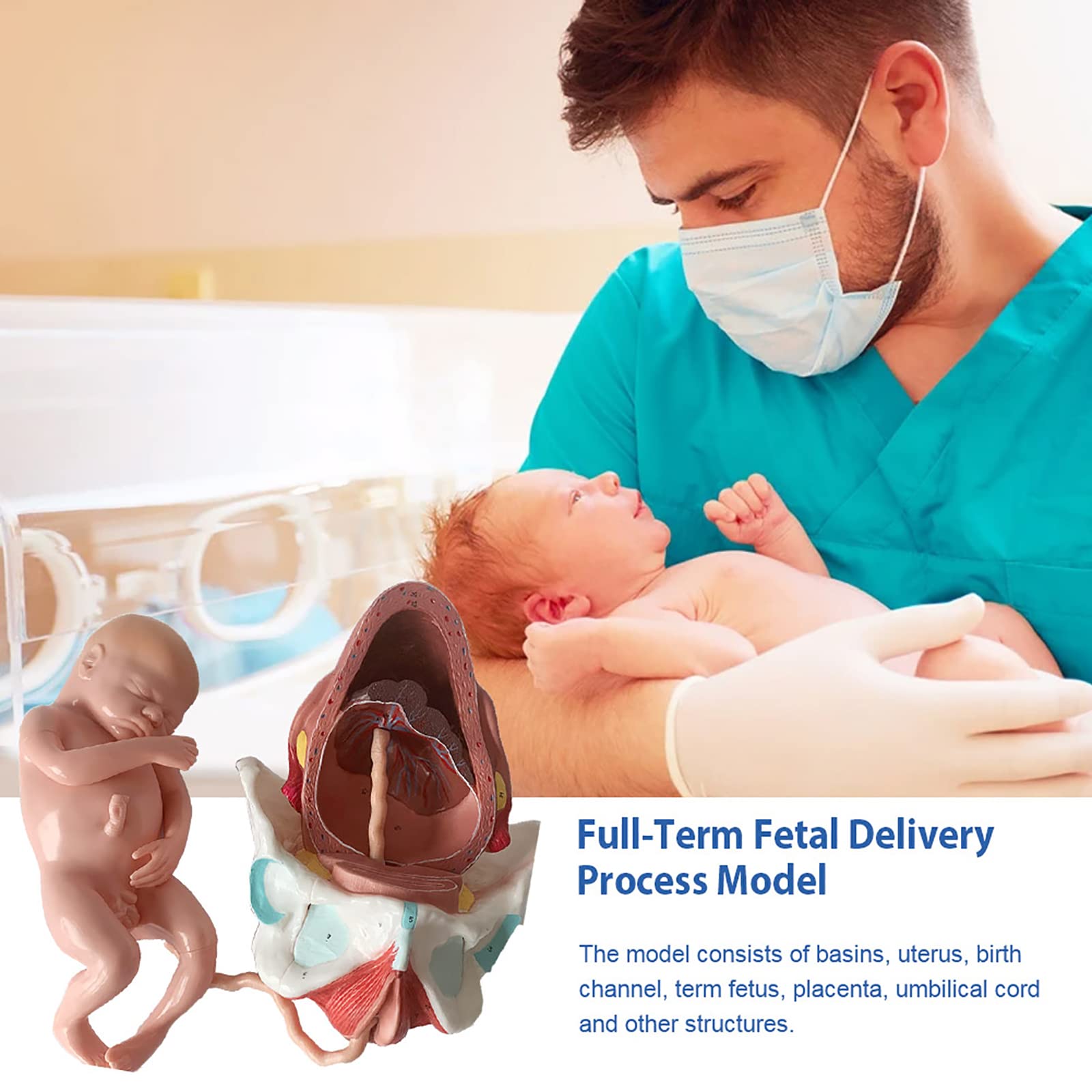 Baby Delivery Process ALINZO Baby Training Model,Full Term Fetal