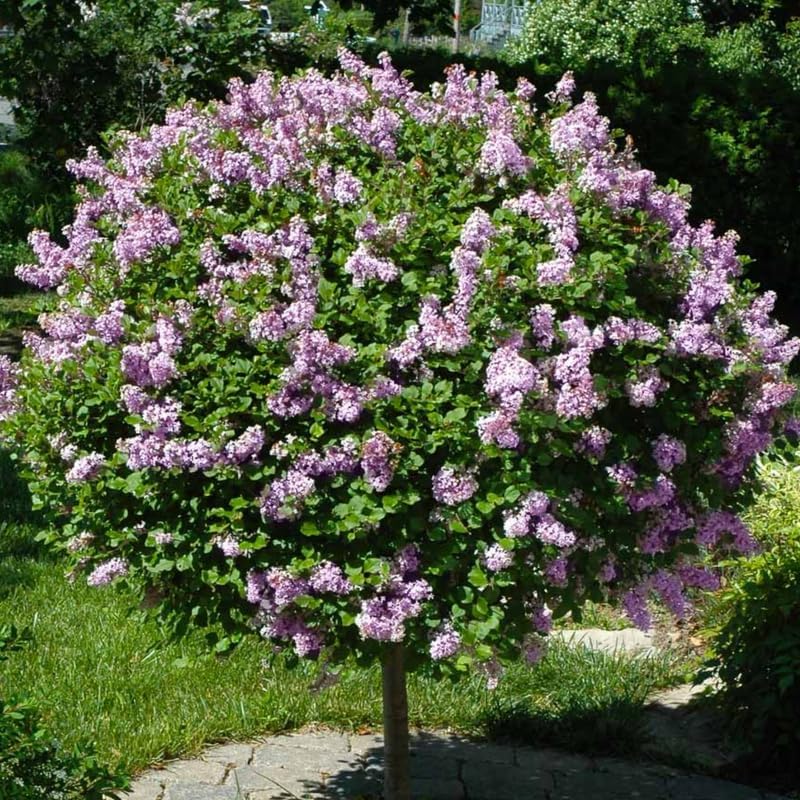 Amazon.com : 2 Lilac Trees Live Plants for Planting, Miss Kim Lilac ...