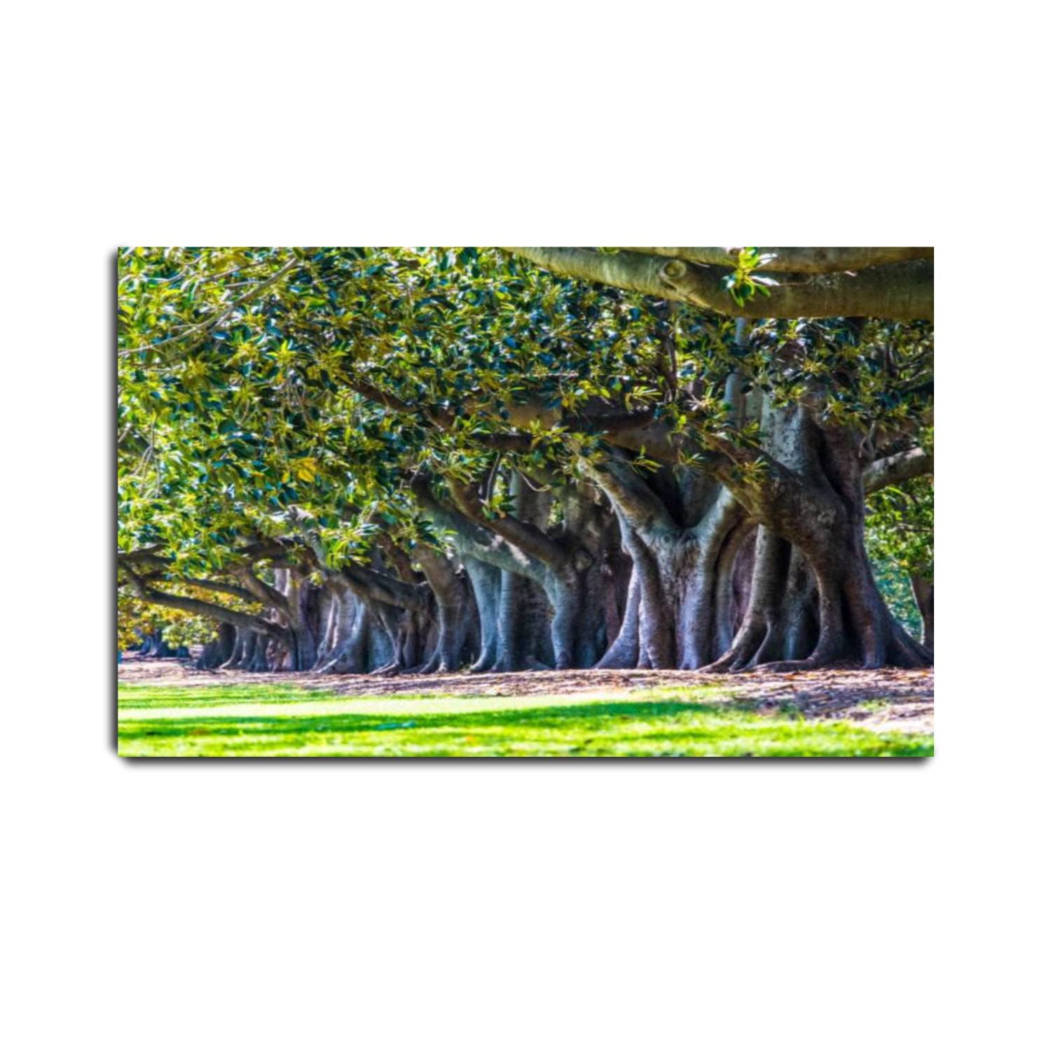 Fig Tree Illustration