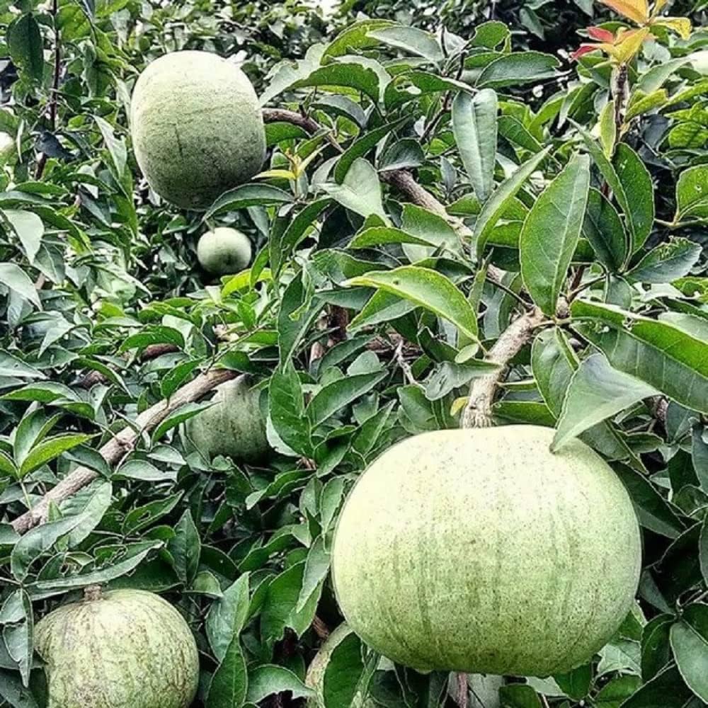 GreenEarth Original Hybrid Thai Bel Plant (GRAFTED) Bel Patra/Bel Tree ...