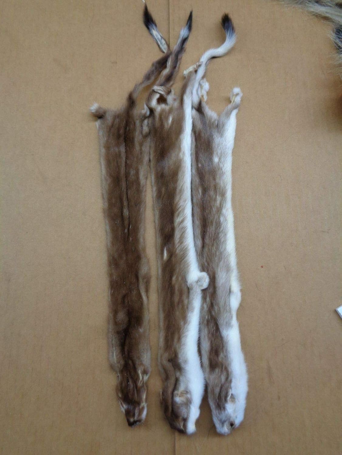 Amazon.com: Real XXL Tanned Brown Ermine Hide Fur Pelt Face Tail 18 ...