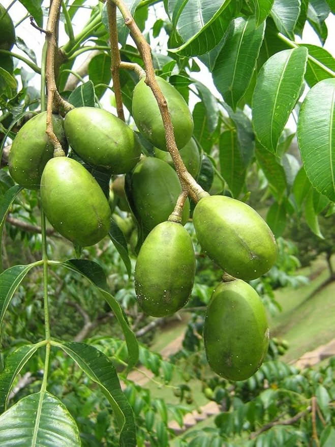 Creative Farmer Plants For Home Gardening Rare Spondias Mangifera ...