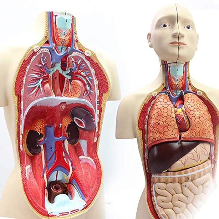 Buy Human Torso Model Anatomy Model of Human Internal Organs of Trunk ...