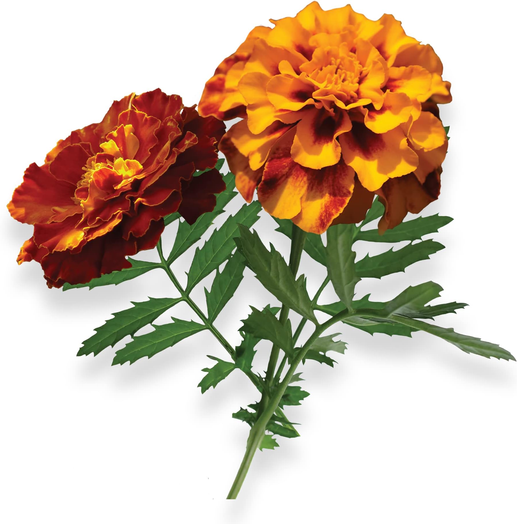 Amazon.com : Marigold - Complete Seed Pod Plugs with Plant Food - 10 ...