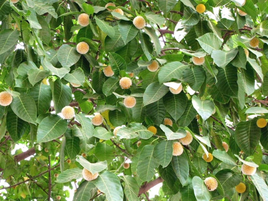 Plantzoin Kadam Kadamb Neolamarckia cadamba Kadamba Live Plant : Amazon ...